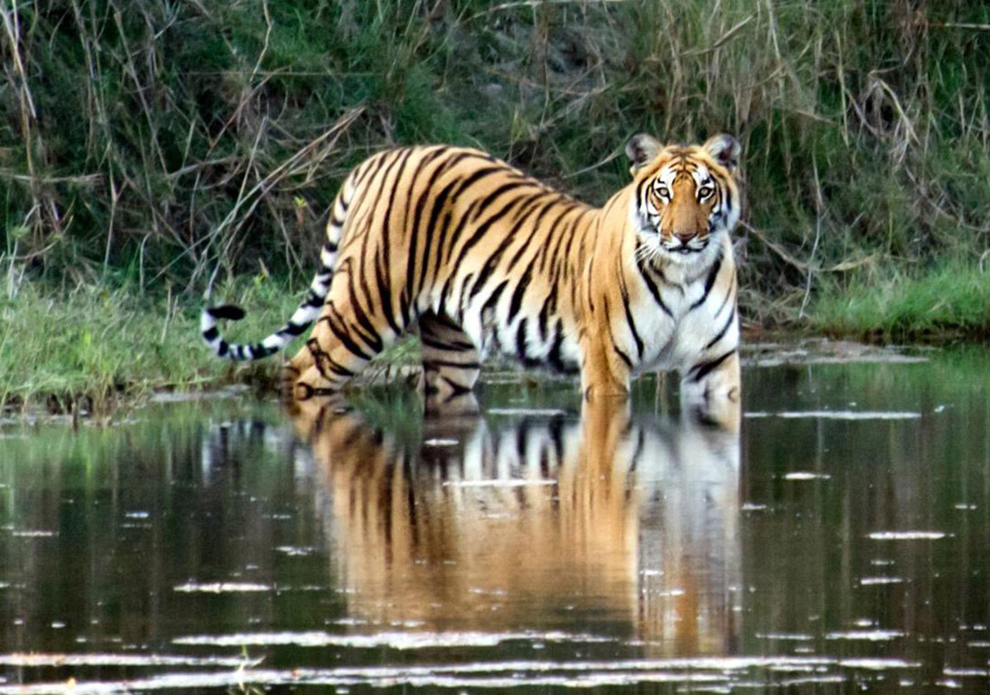 Flere tigere i India - Way2Go
